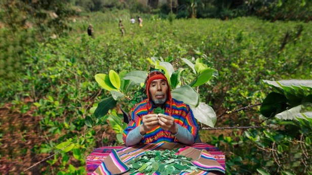 La hoja prohibida y el triunfo de la cocaína: coca, hoja sagrada de las ...